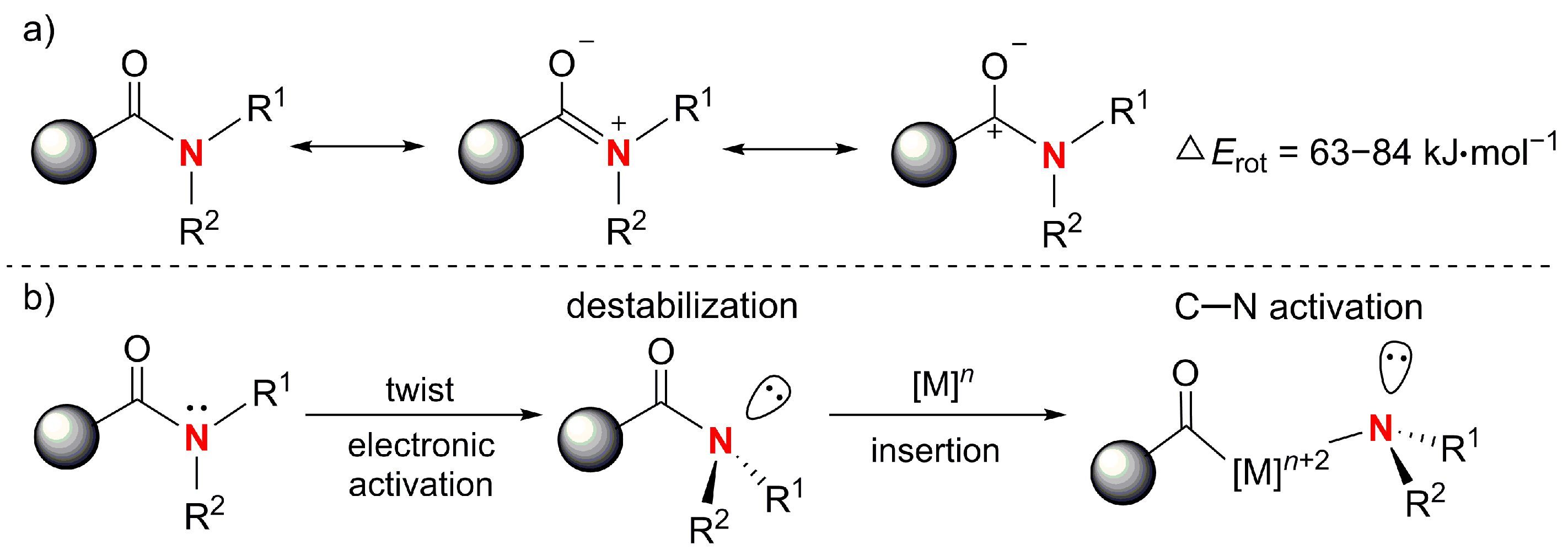 过渡金属催化的酰胺C-N键活化