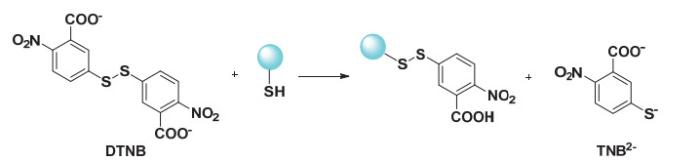 蛋白质中总巯基的测定及标记