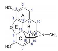 梦神之花，堕落之果——吗啡