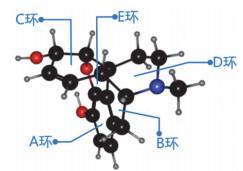 梦神之花，堕落之果——吗啡