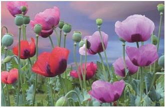 梦神之花，堕落之果——吗啡