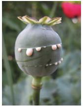 梦神之花，堕落之果——吗啡