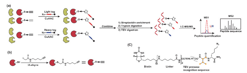 基于蛋白质半胱氨酸的活性蛋白表达谱分析