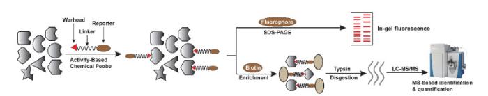 基于蛋白质半胱氨酸的活性蛋白表达谱分析