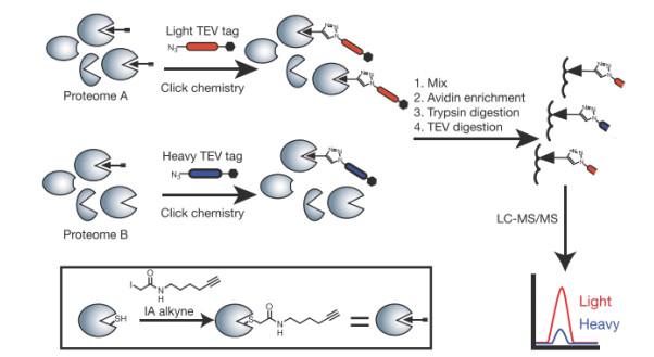 基于蛋白质半胱氨酸的活性蛋白表达谱分析