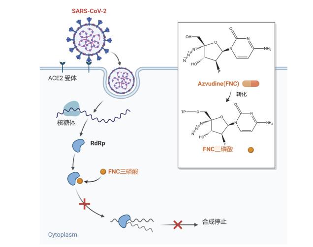 治疗COVID-19的小分子药物研究进展