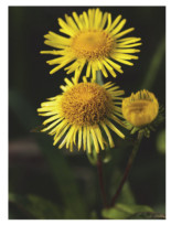 第53届国际化学奥林匹克试题