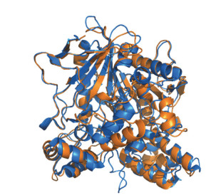 酯酶荧光探针的研究现状与进展
