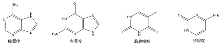 DNA历险记——氧化损伤篇