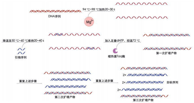 病毒哪里藏——核酸检测金标准