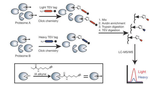 基于蛋白质半胱氨酸的活性蛋白表达谱分析