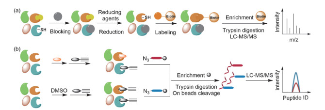 基于蛋白质半胱氨酸的活性蛋白表达谱分析